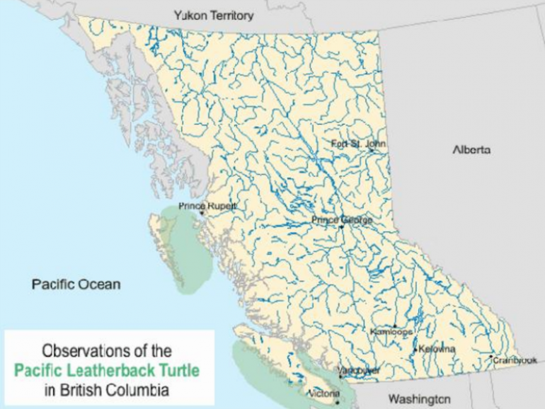 Report: Leatherback Turtle Sightings • BC Outdoors Magazine