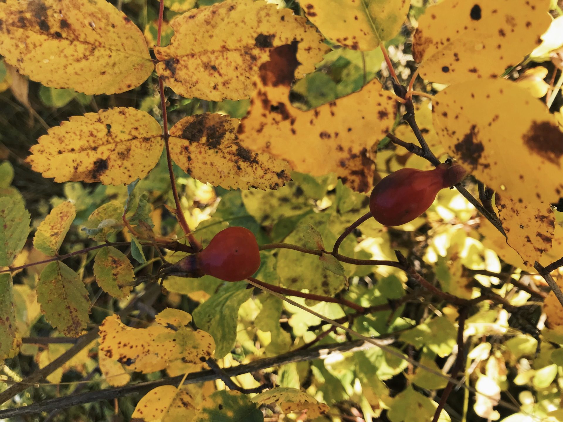 Falling For Wild Teas: Five Plants You Can Forage Throughout The Fall ...