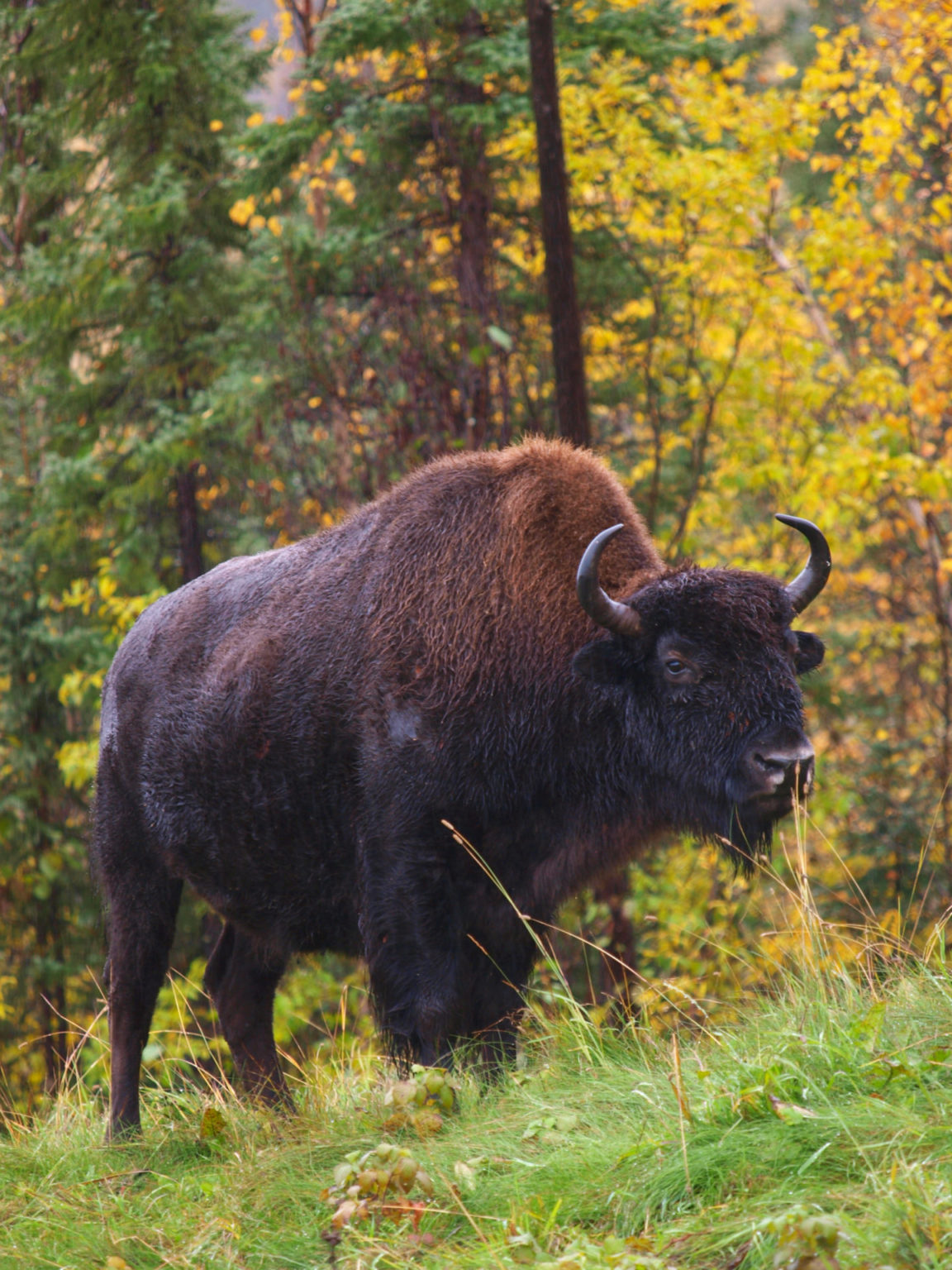 A Home Where The Bison Roam: Wood & Plains Bison • BC Outdoors Magazine