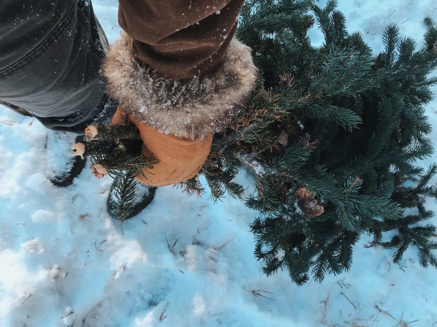 How To Make A Foraged Evergreen Swag • BC Outdoors Magazine