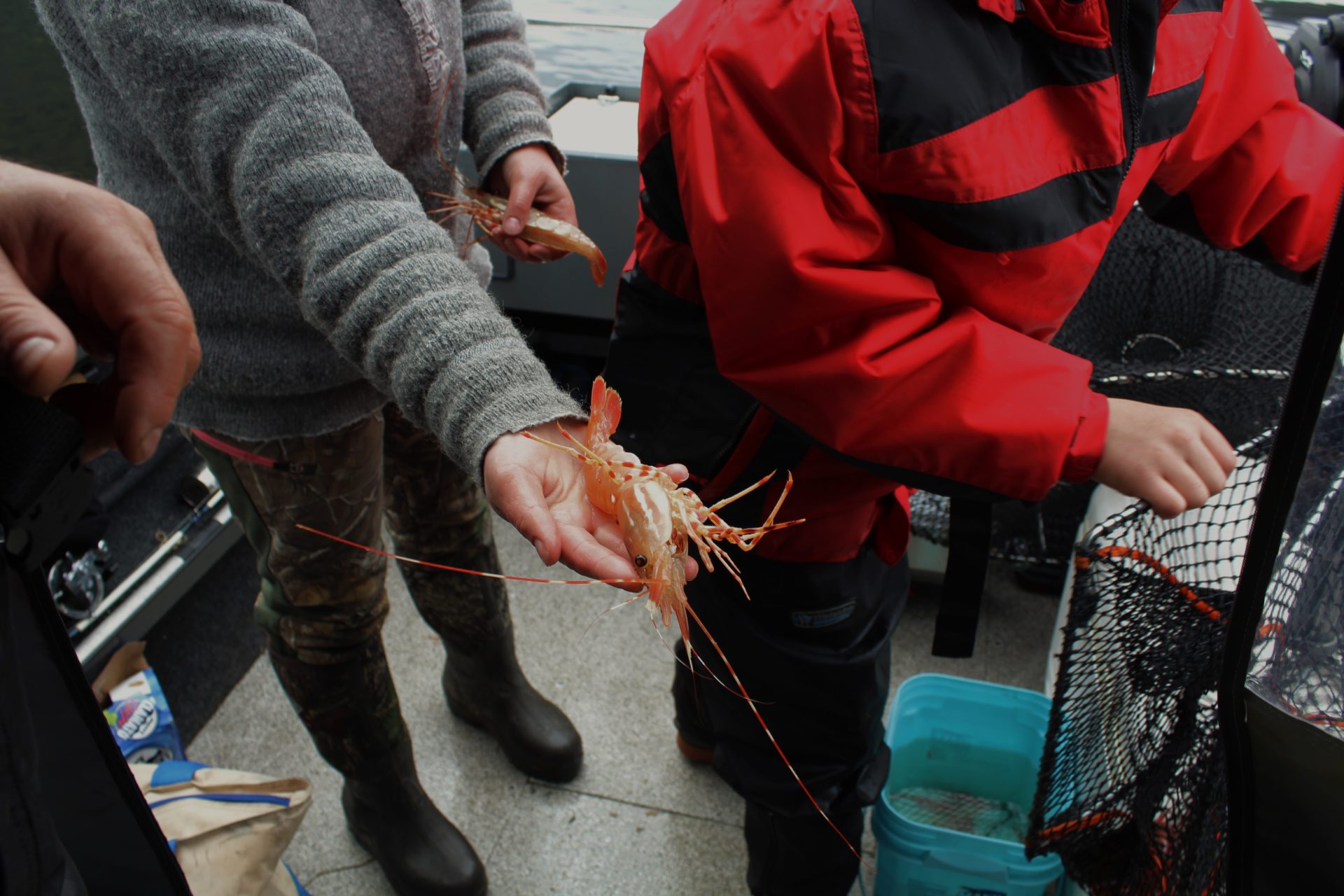 In Pursuit of Spot Prawns • BC Outdoors Magazine