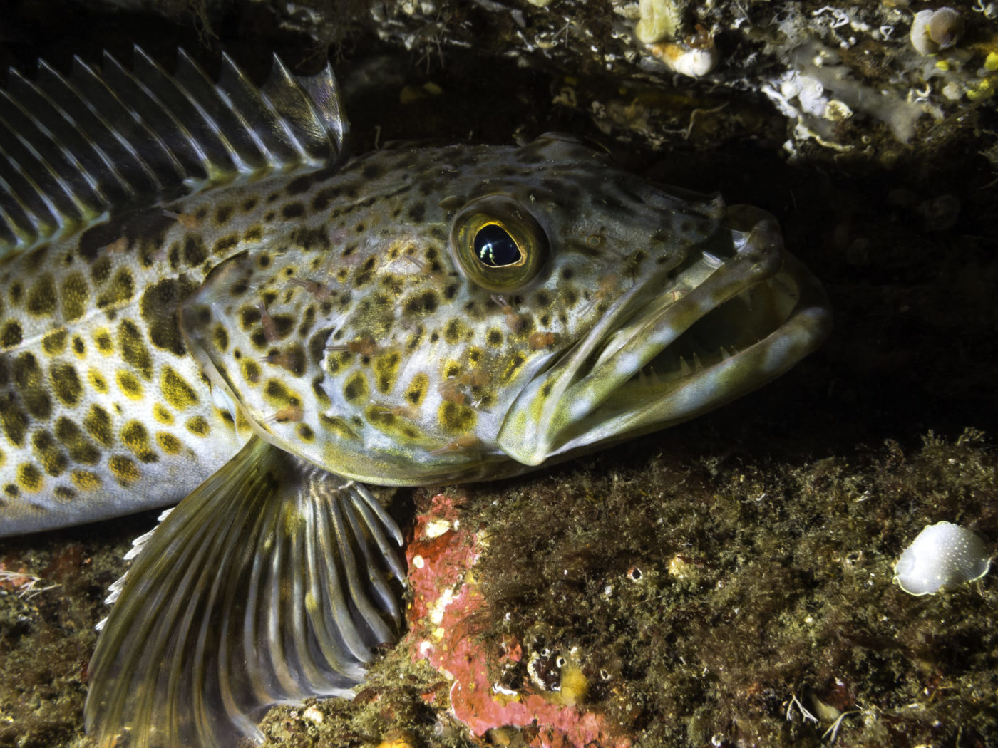 Fishing For Lingcod: Reeling In BC’s Tasty Sport Fish • BC Outdoors ...