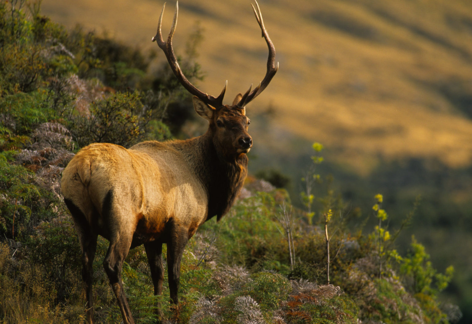 The Big Bulls Of BC’s Rainforest: Roosevelt Elk • BC Outdoors Magazine