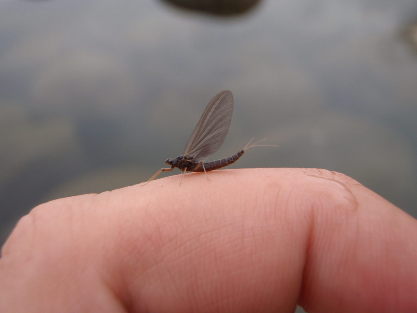 Mayflies For Breakfast, Lunch & Dinner • BC Outdoors Magazine
