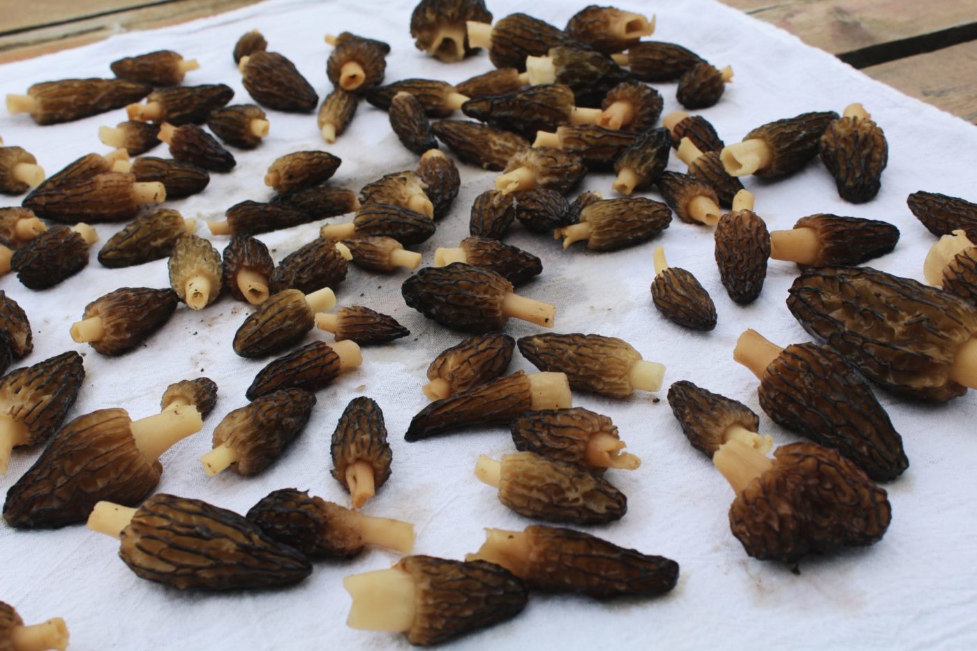 A Quick Guide To Morel Foraging In The Lakes District • BC Outdoors ...