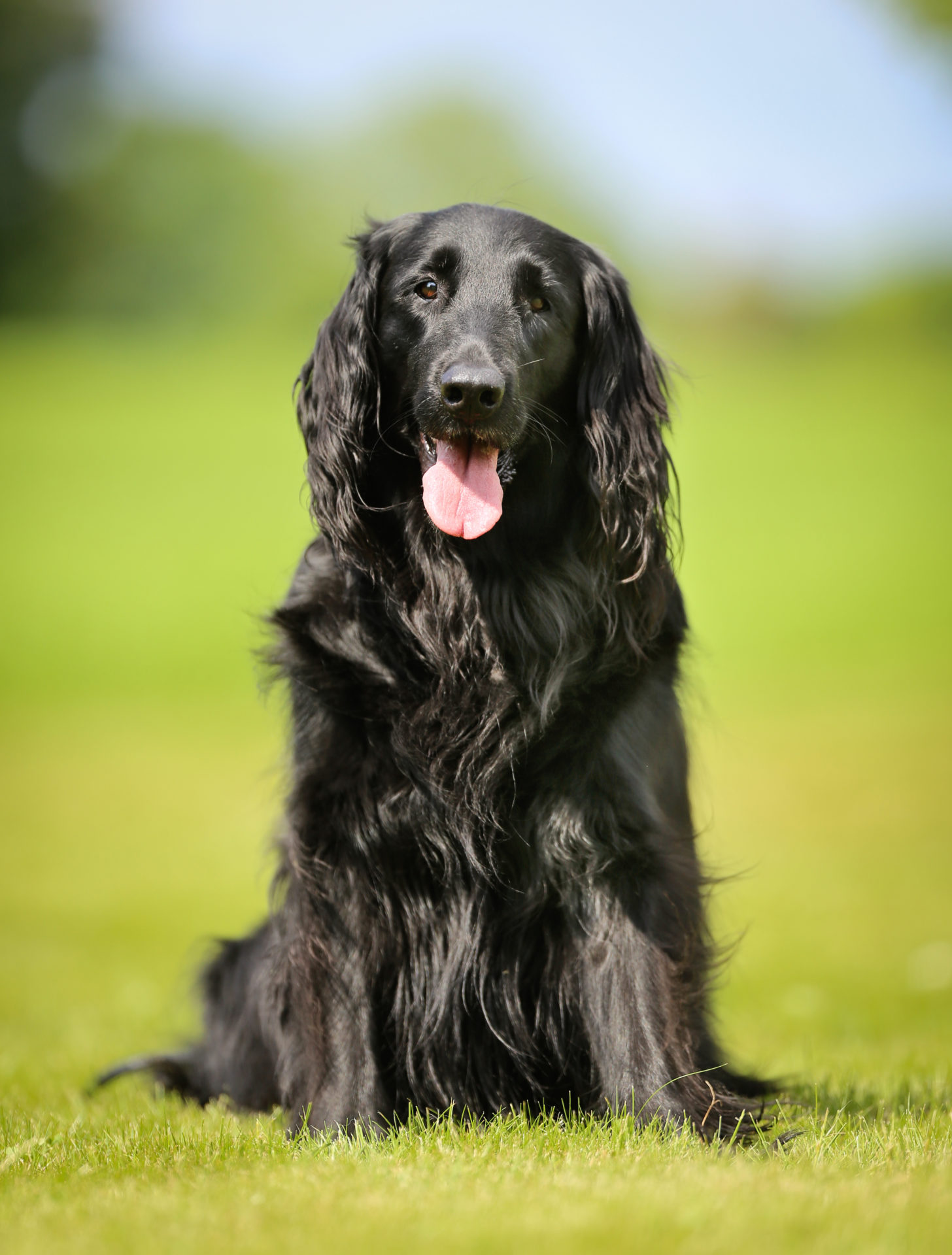 Duck Dogs: 5 under-appreciated retriever breeds to improve your hunting ...