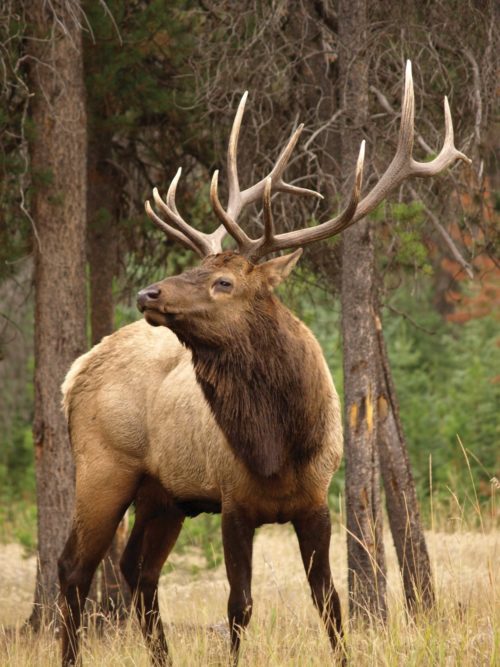 Opening Week Elk Hunting • BC Outdoors Magazine
