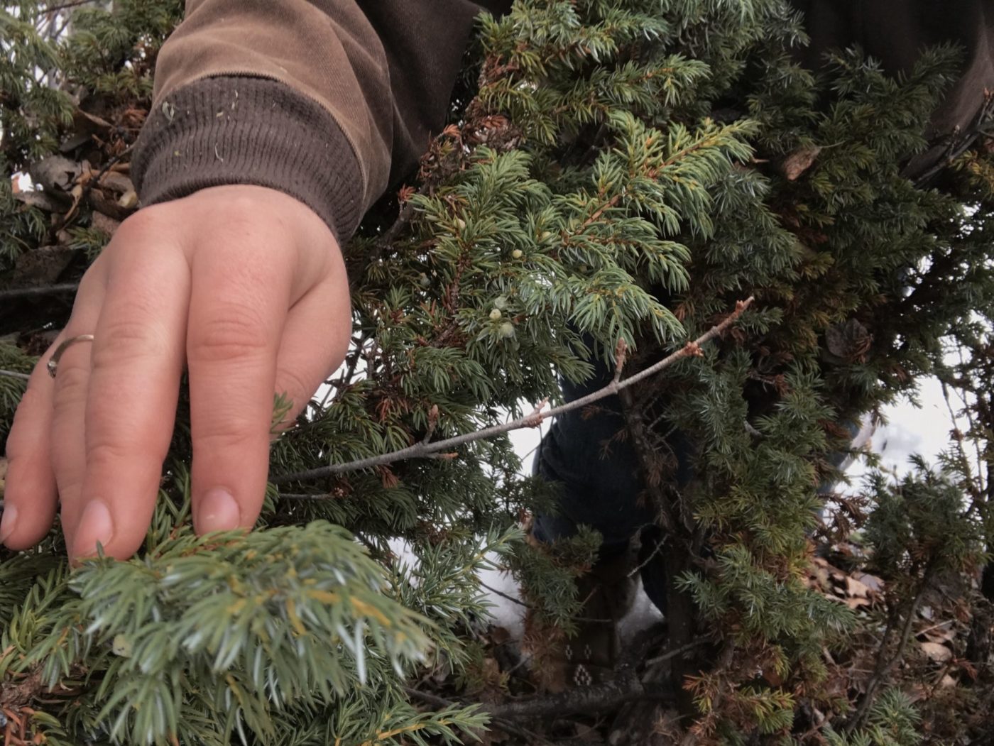 Foraging Among The Trees • BC Outdoors Magazine