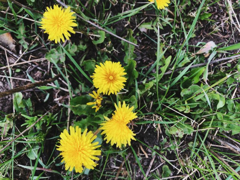 Just Dandy: The Versatile Dandelion • BC Outdoors Magazine