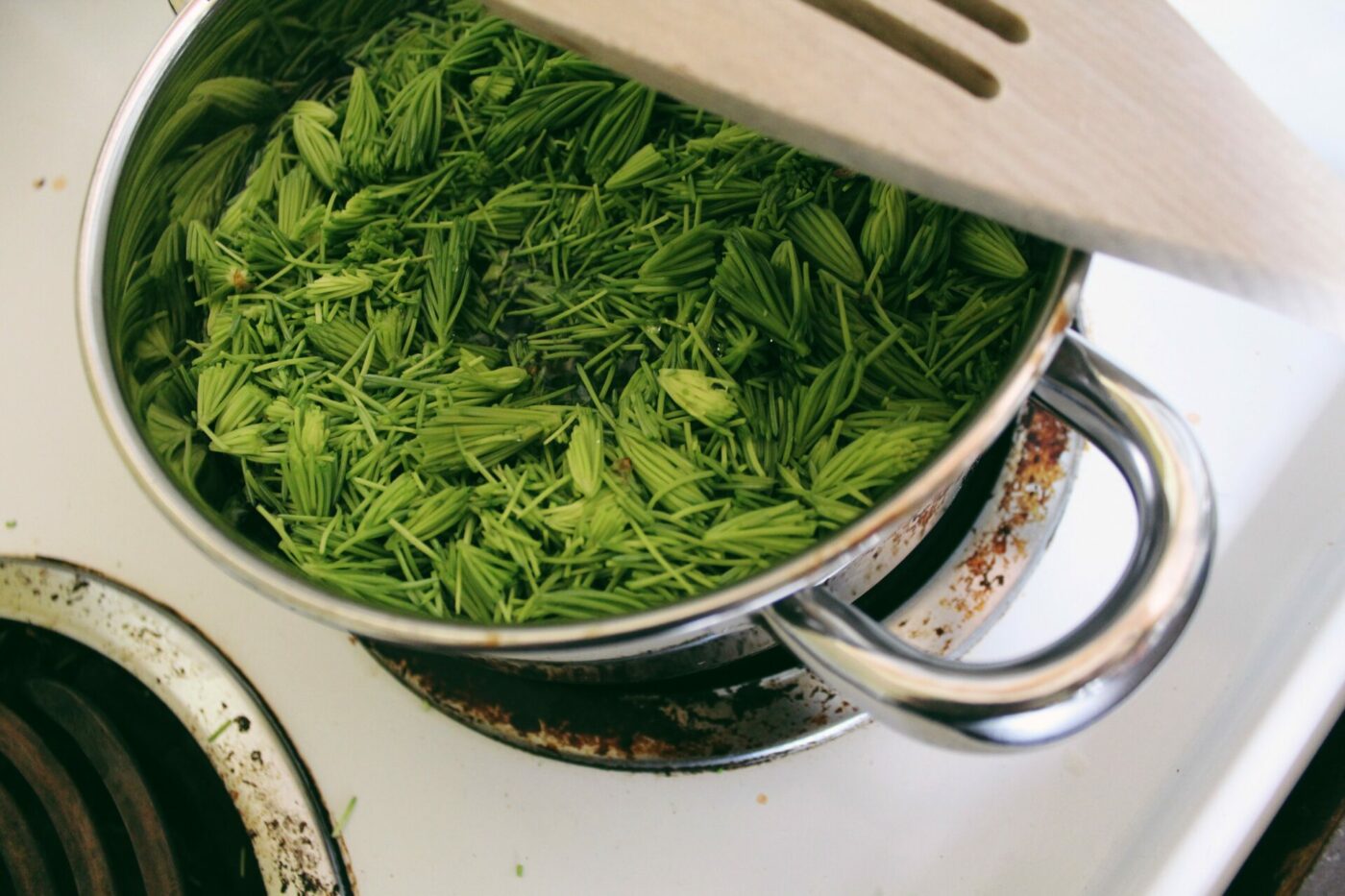 Spruce Tip Jelly • BC Outdoors Magazine