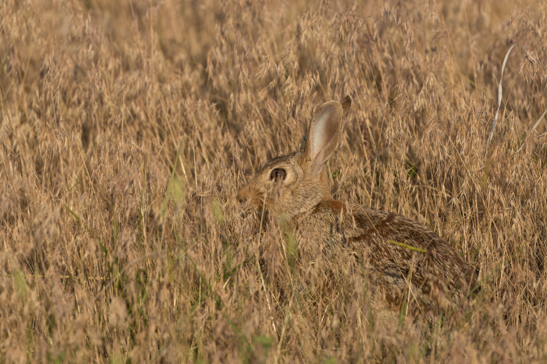 The Big Game of Rabbits • BC Outdoors Magazine