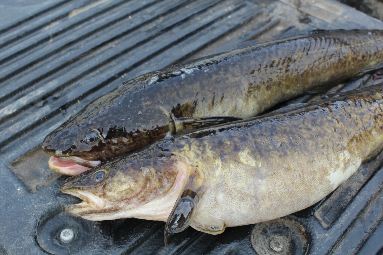 How To Skin & Fillet A Burbot • BC Outdoors Magazine