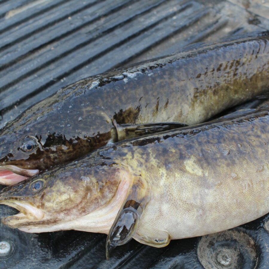 Fly-Tying: Steelhead Intruders - The Squidro • BC Outdoors Magazine