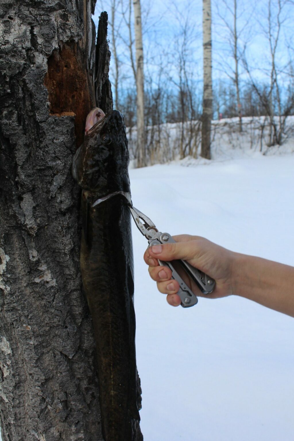 How To Skin & Fillet A Burbot • BC Outdoors Magazine