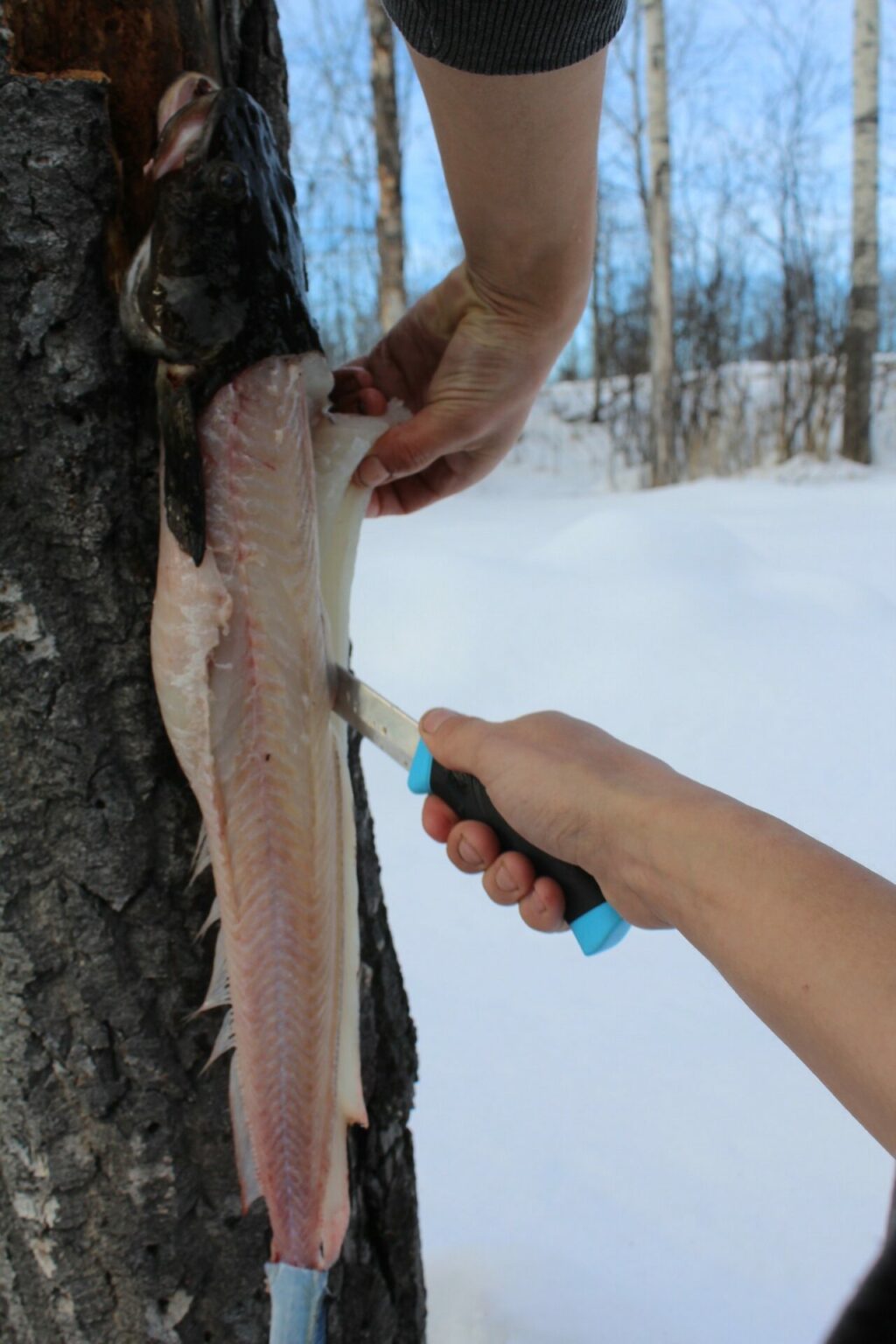 How To Skin & Fillet A Burbot • BC Outdoors Magazine