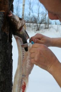 How To Skin & Fillet A Burbot • BC Outdoors Magazine