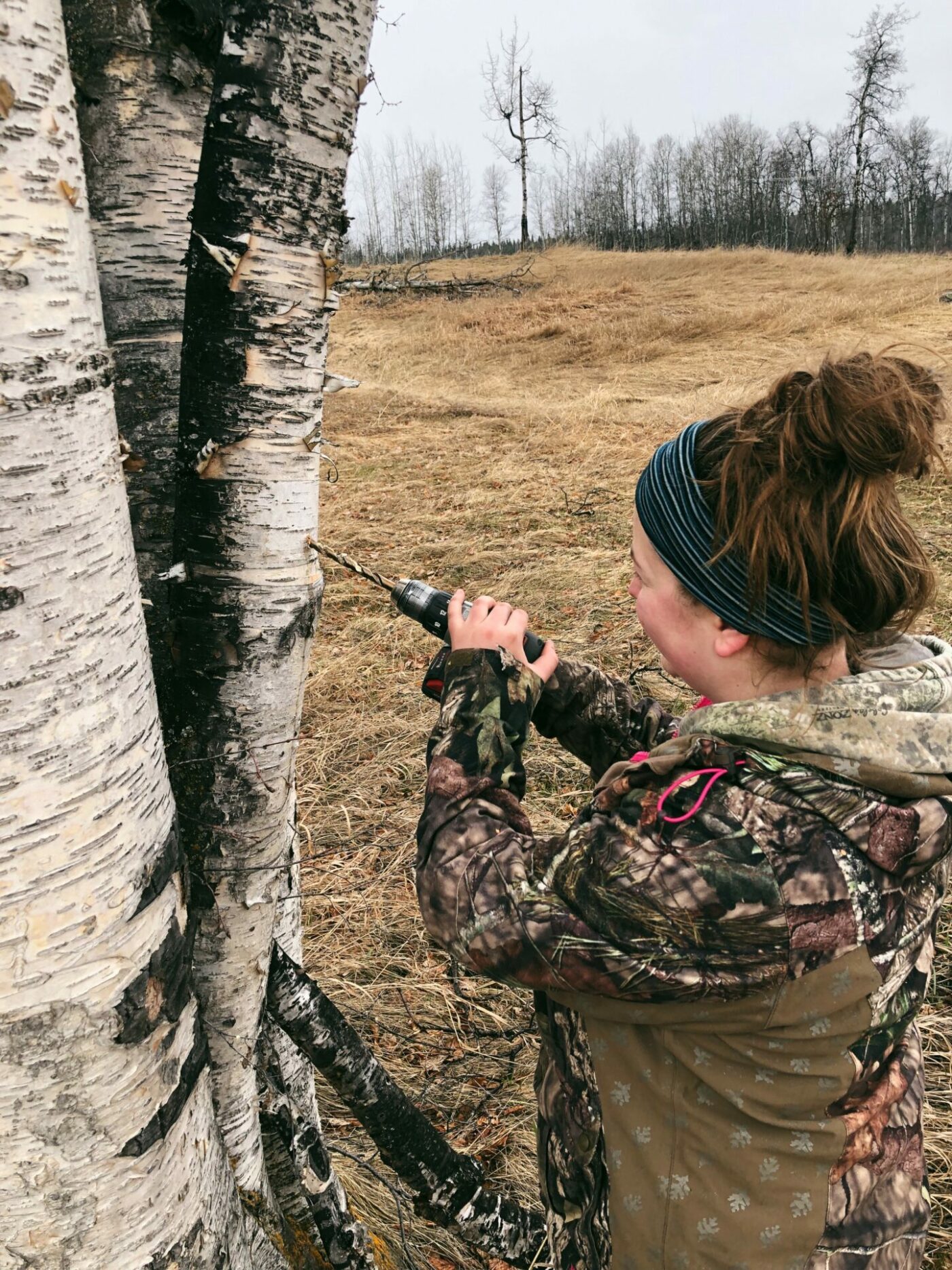 How To Tap Birch Trees • BC Outdoors Magazine