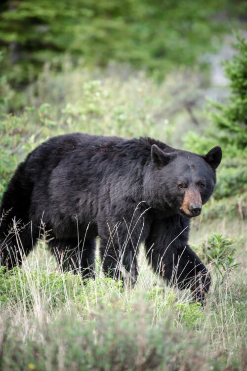 Black Bears in BC’s Omineca Region • BC Outdoors Magazine