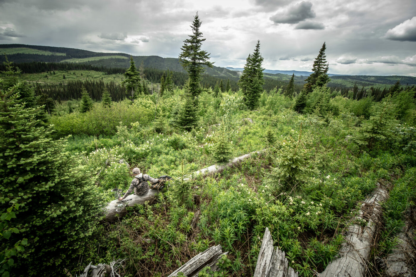 Black Bears in BC’s Omineca Region • BC Outdoors Magazine