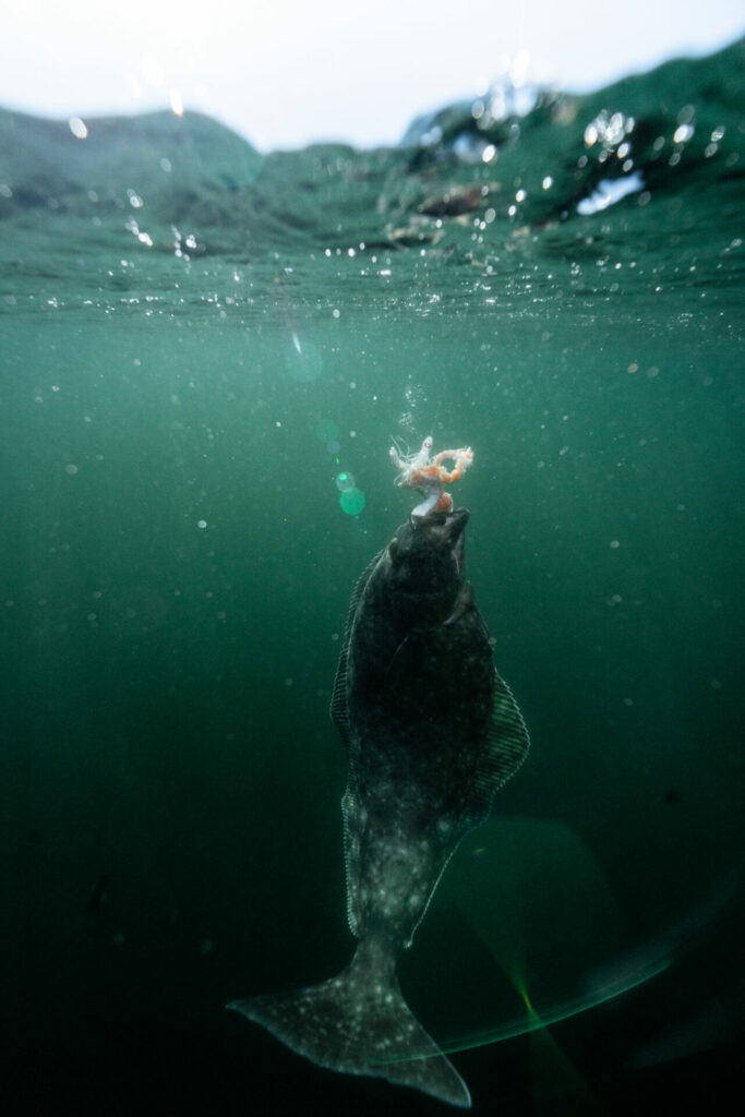 Halibut Obsession • BC Outdoors Magazine