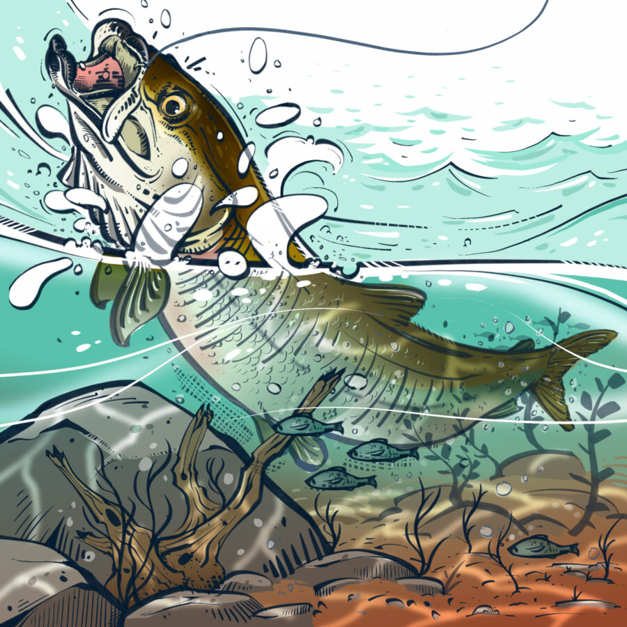 BC’s Unknown Sports Fish • BC Outdoors Magazine