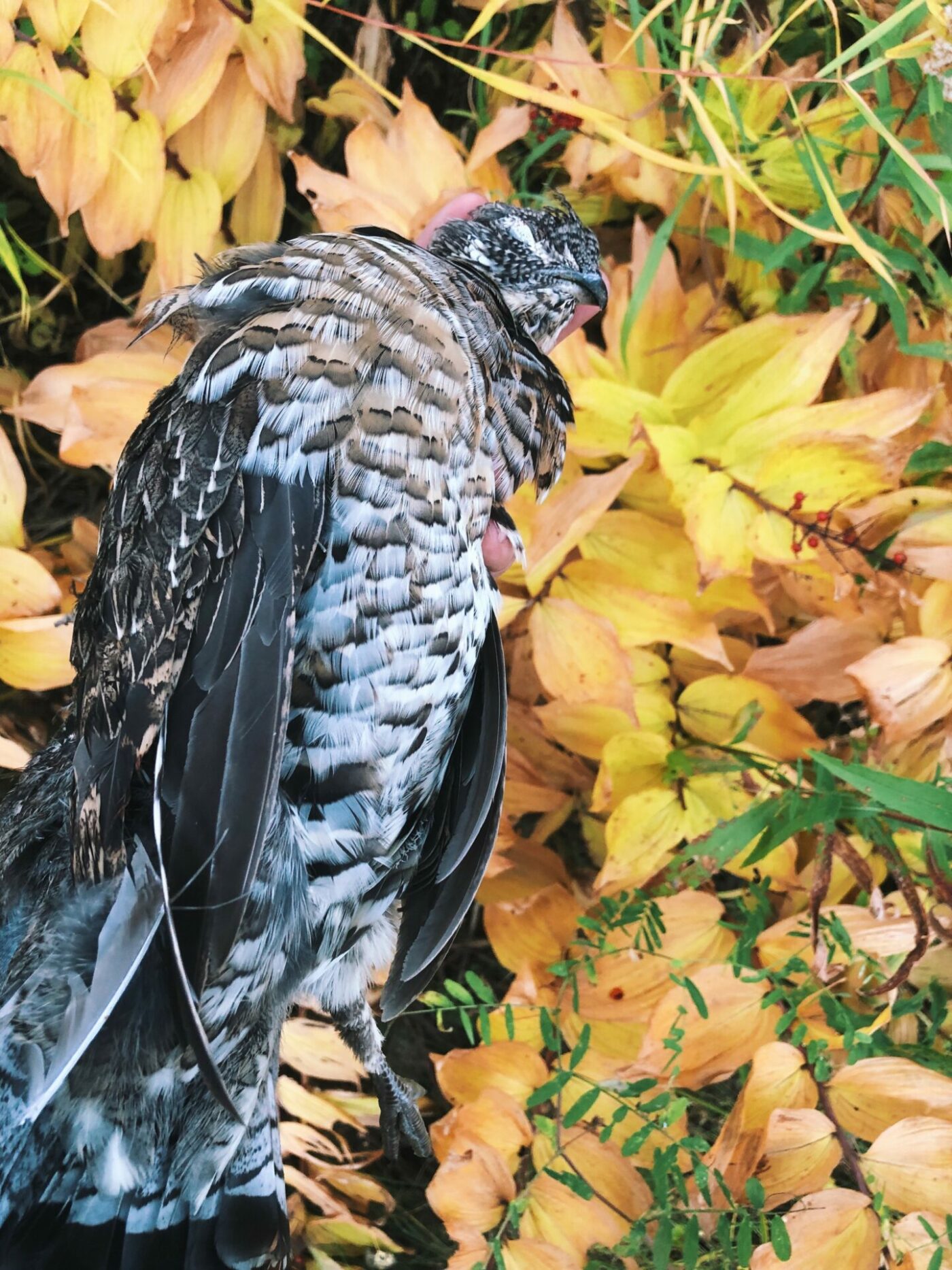 Pan-Fried Grouse • BC Outdoors Magazine
