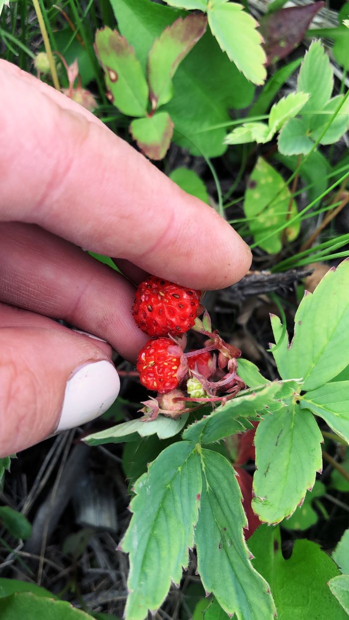 Wild Strawberries Forever • BC Outdoors Magazine