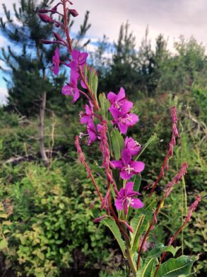 Foraging For Fireweed • BC Outdoors Magazine