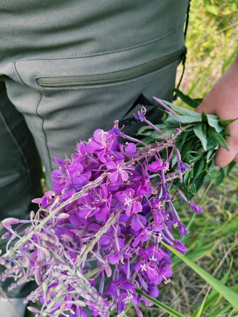 Foraging For Fireweed • BC Outdoors Magazine