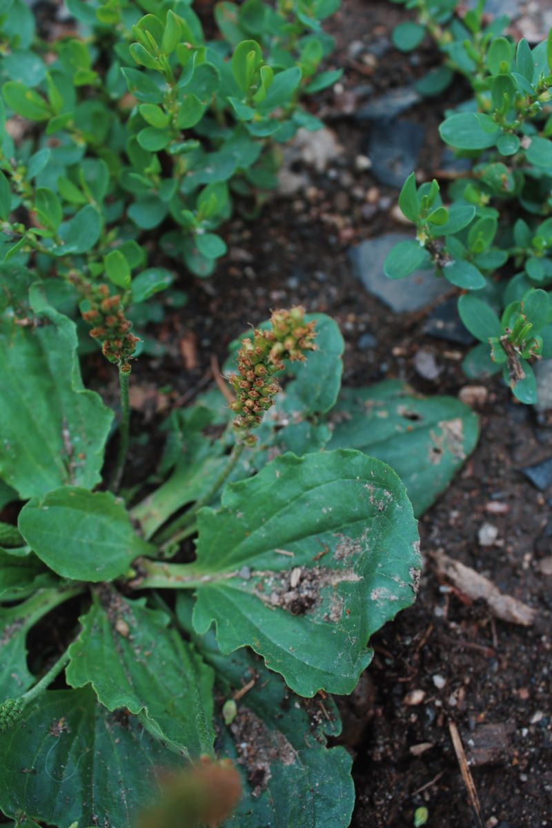 Five Plants You Can Forage For In Your Backyard • BC Outdoors Magazine