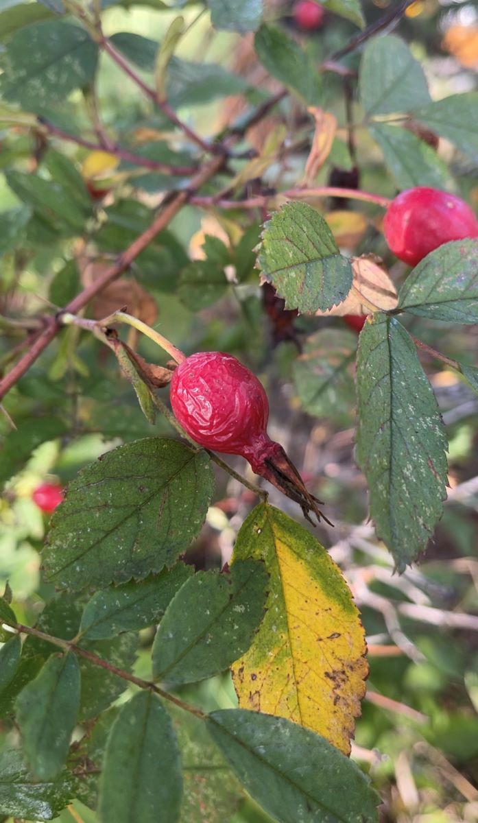 Fall Foraging For Rosehips • BC Outdoors Magazine
