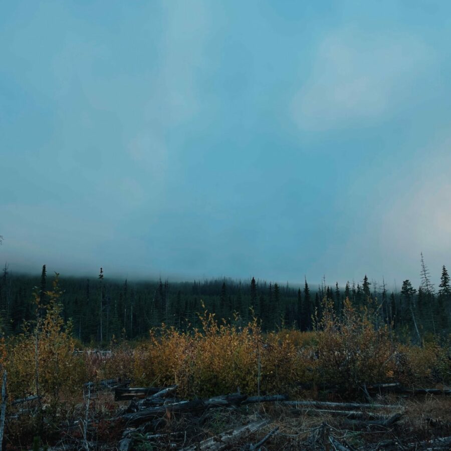 A Beginner’s Guide To Wilderness Survival Foods • BC Outdoors Magazine