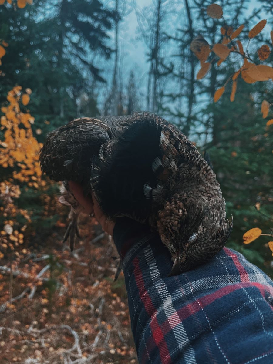 For The Love Of Bird Hunting • BC Outdoors Magazine