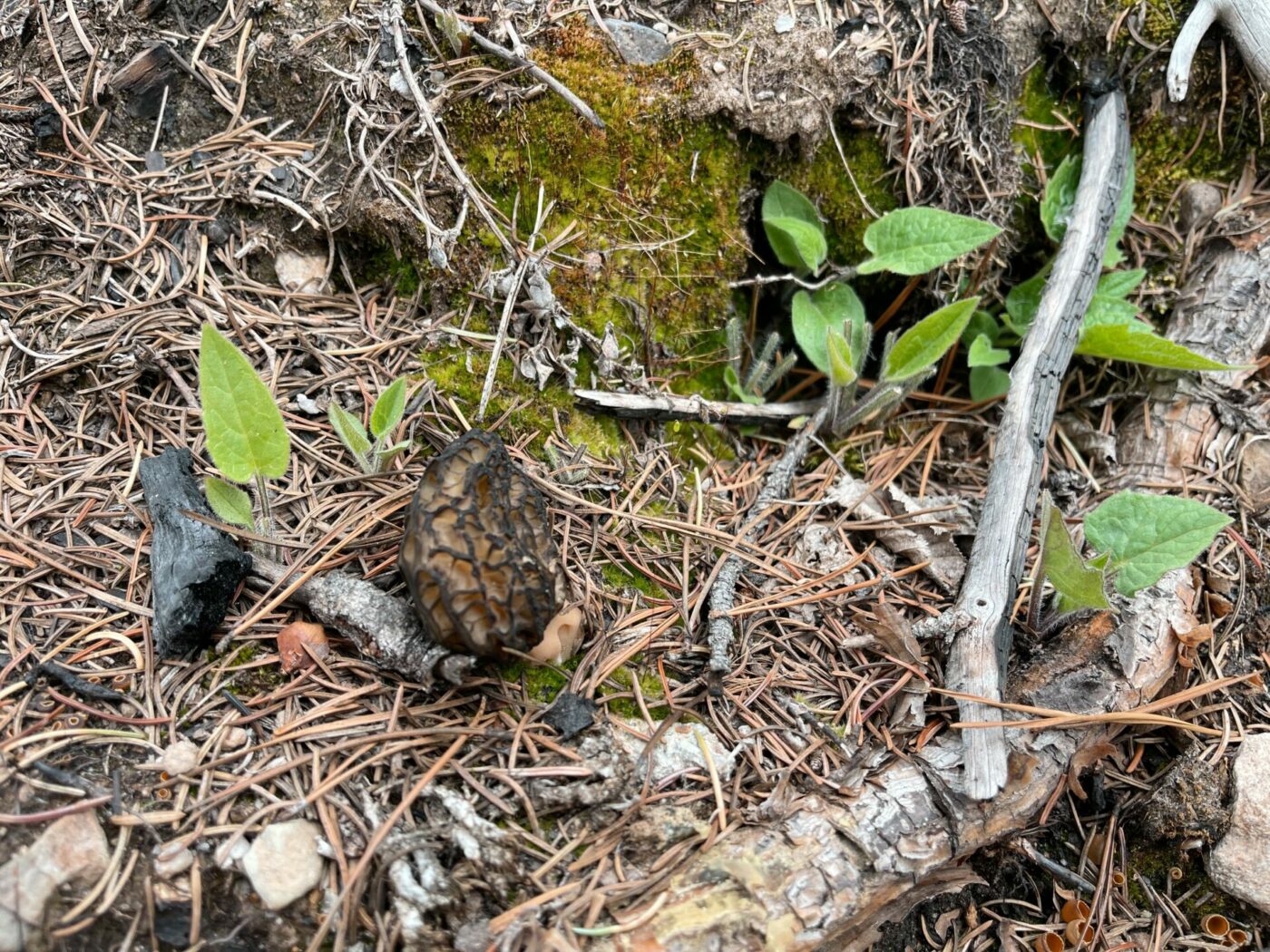 A Flurry Of Foraging • BC Outdoors Magazine