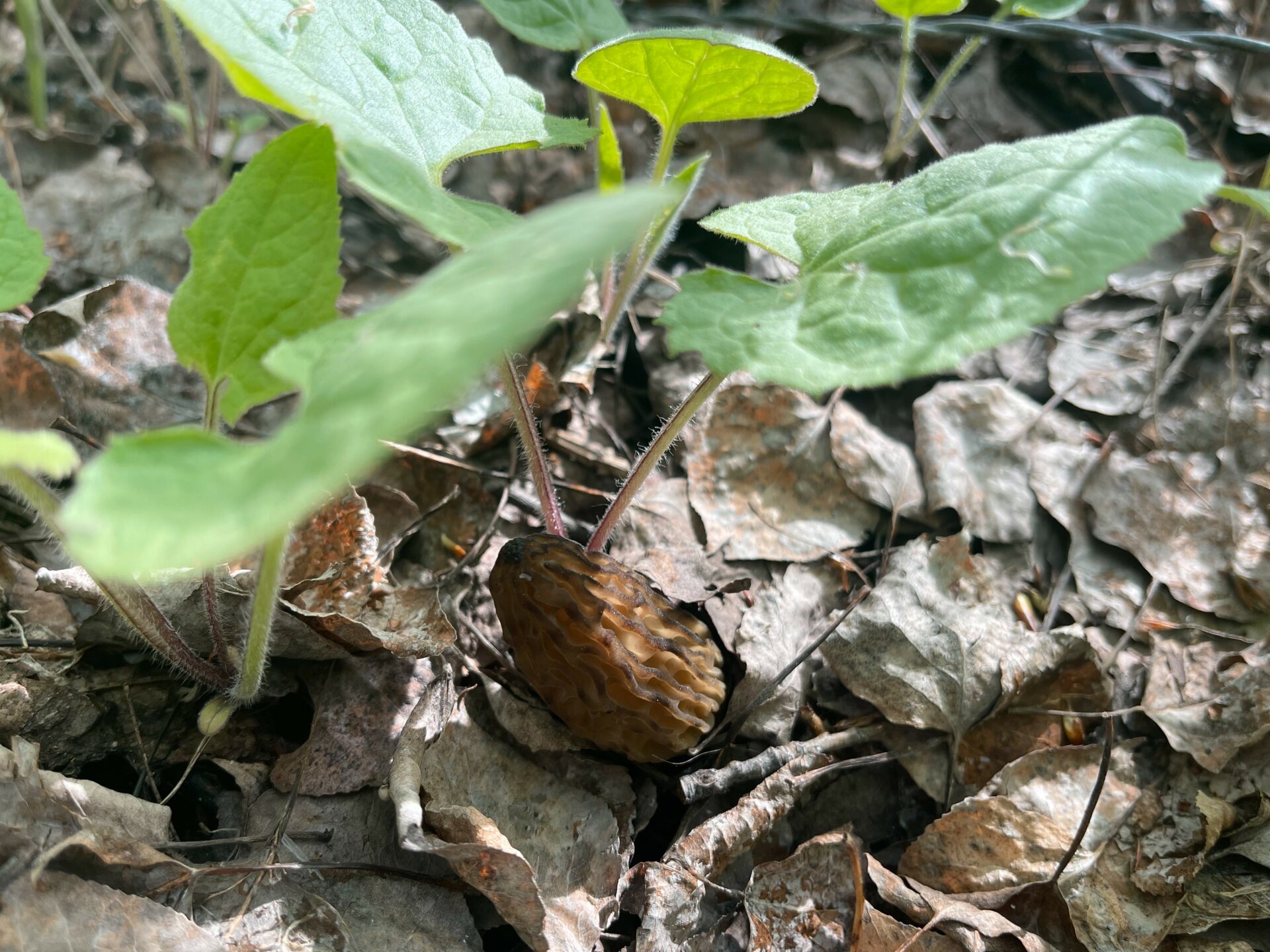 The Search For Morels • BC Outdoors Magazine
