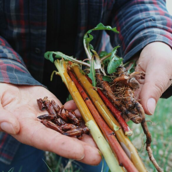Thirst-Quenching, Health-Boosting Bush Teas • BC Outdoors Magazine