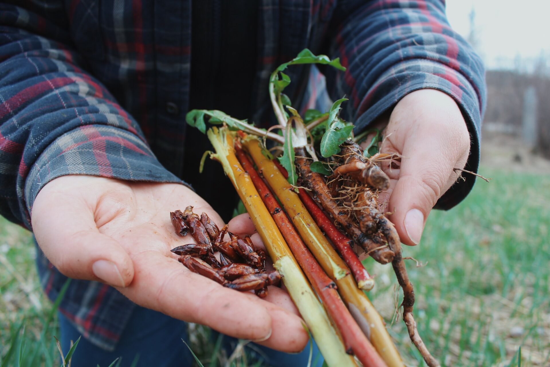 Spring Foraging • BC Outdoors Magazine