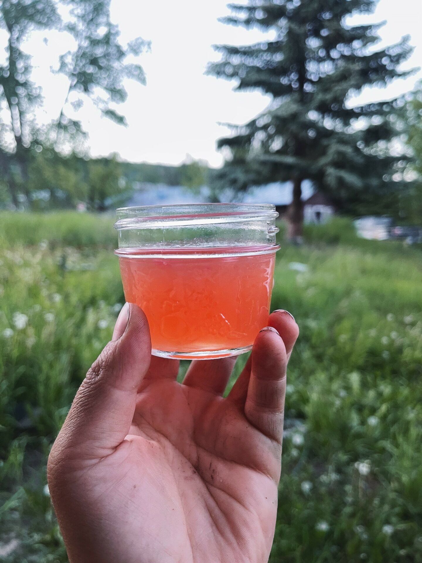 Spring In A Cup • BC Outdoors Magazine