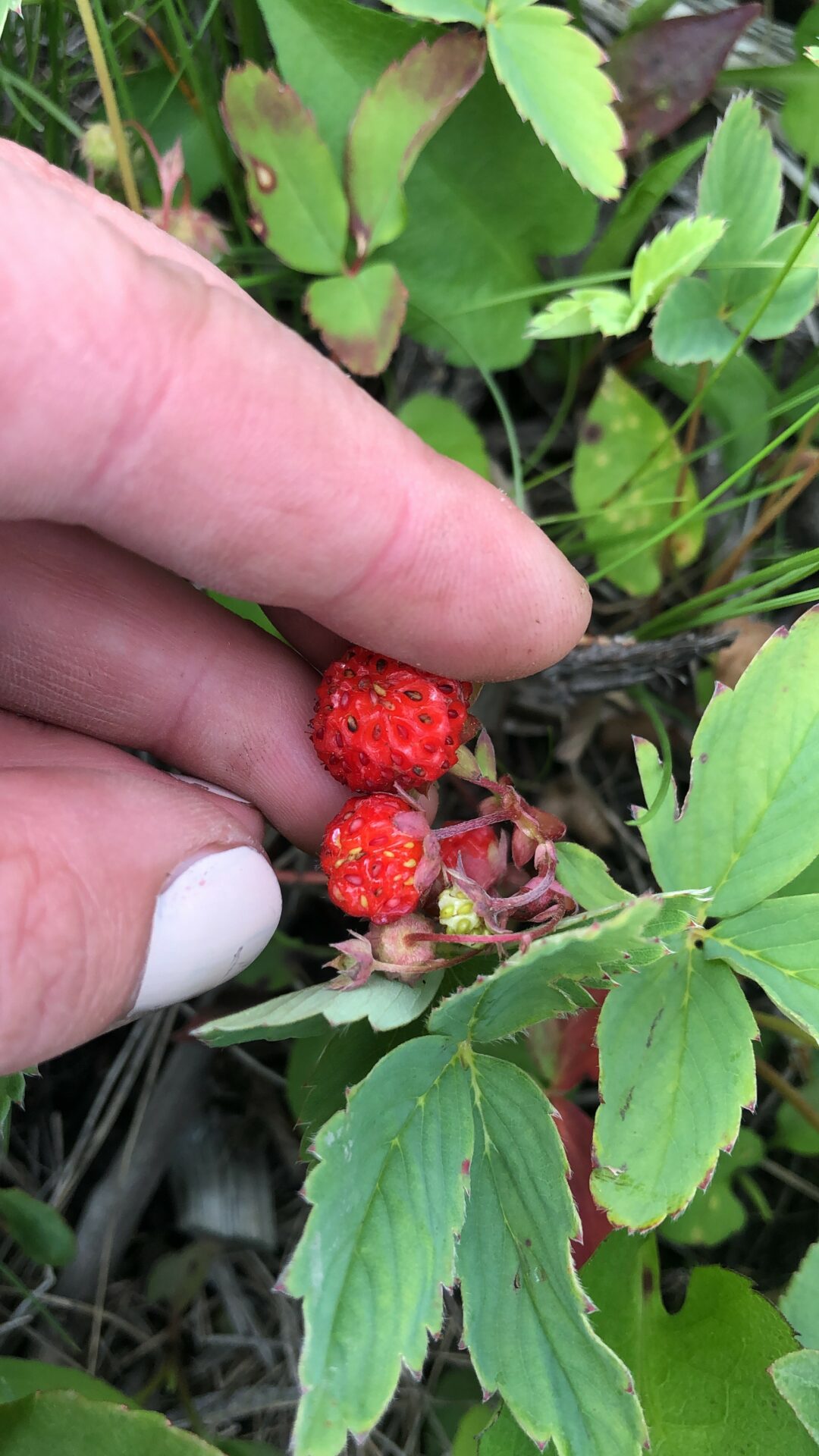 Five Early Summer Plants To Forage • BC Outdoors Magazine