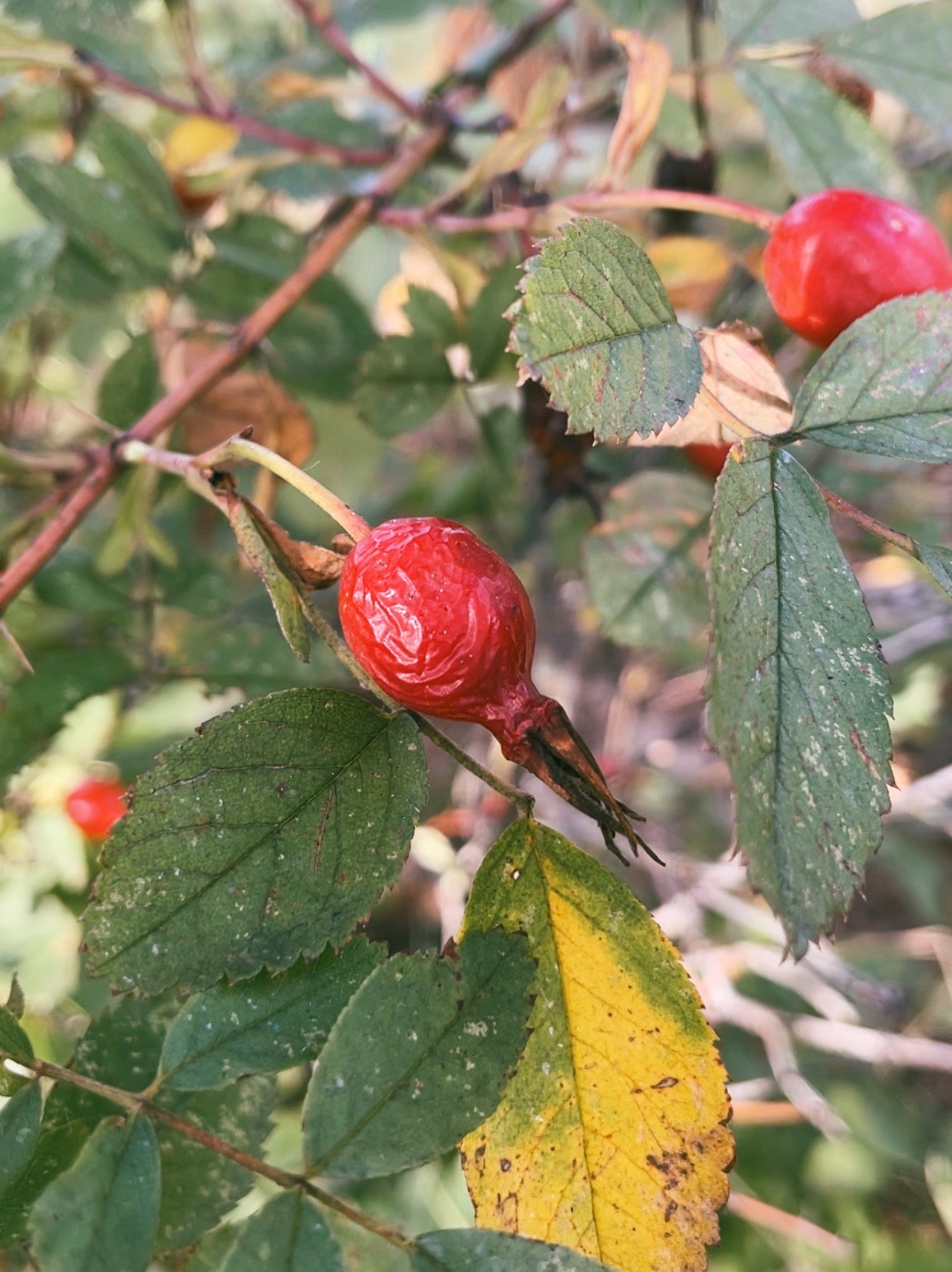 Three Plants For Fall Foraging • BC Outdoors Magazine