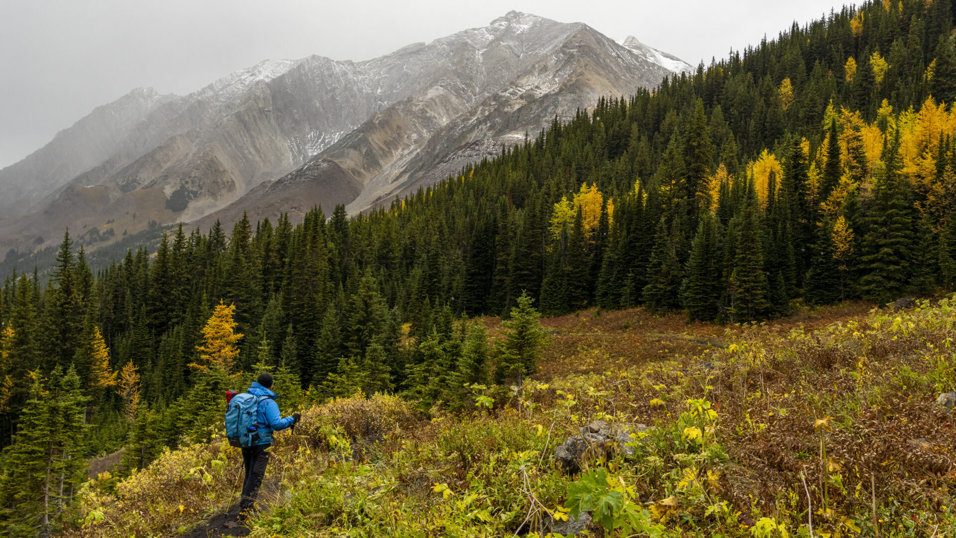 A Boots-On-The-Ground Perspective Of Forest Conservation • BC Outdoors ...