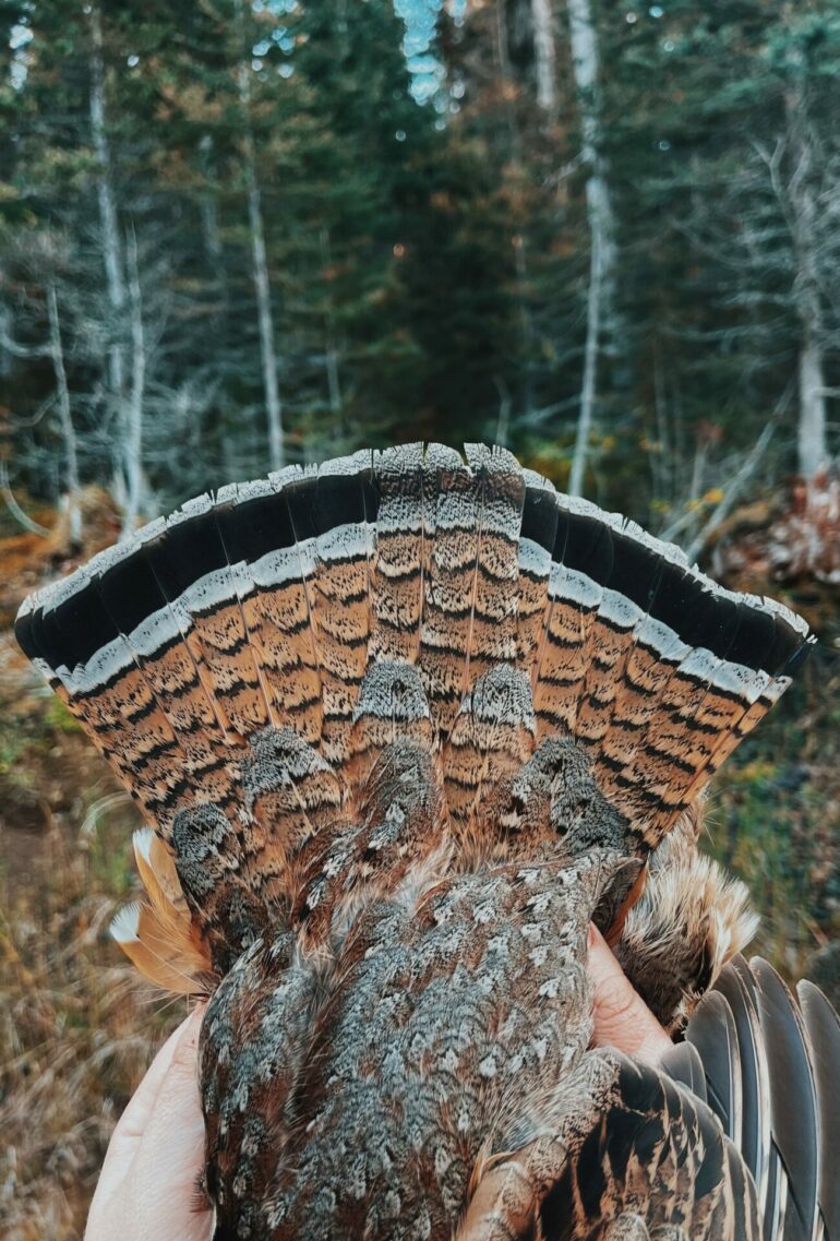 A Guide To Grouse In The Kitchen • BC Outdoors Magazine