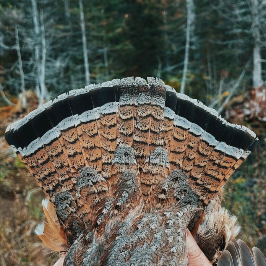 Smoked Moose Ribs • BC Outdoors Magazine