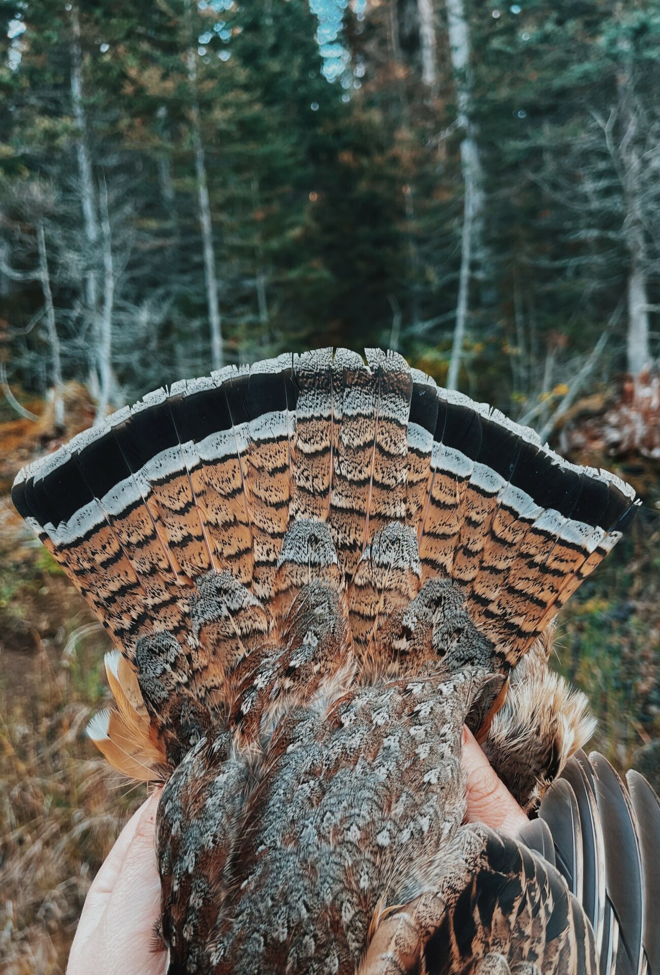 A Guide To Grouse In The Kitchen • BC Outdoors Magazine
