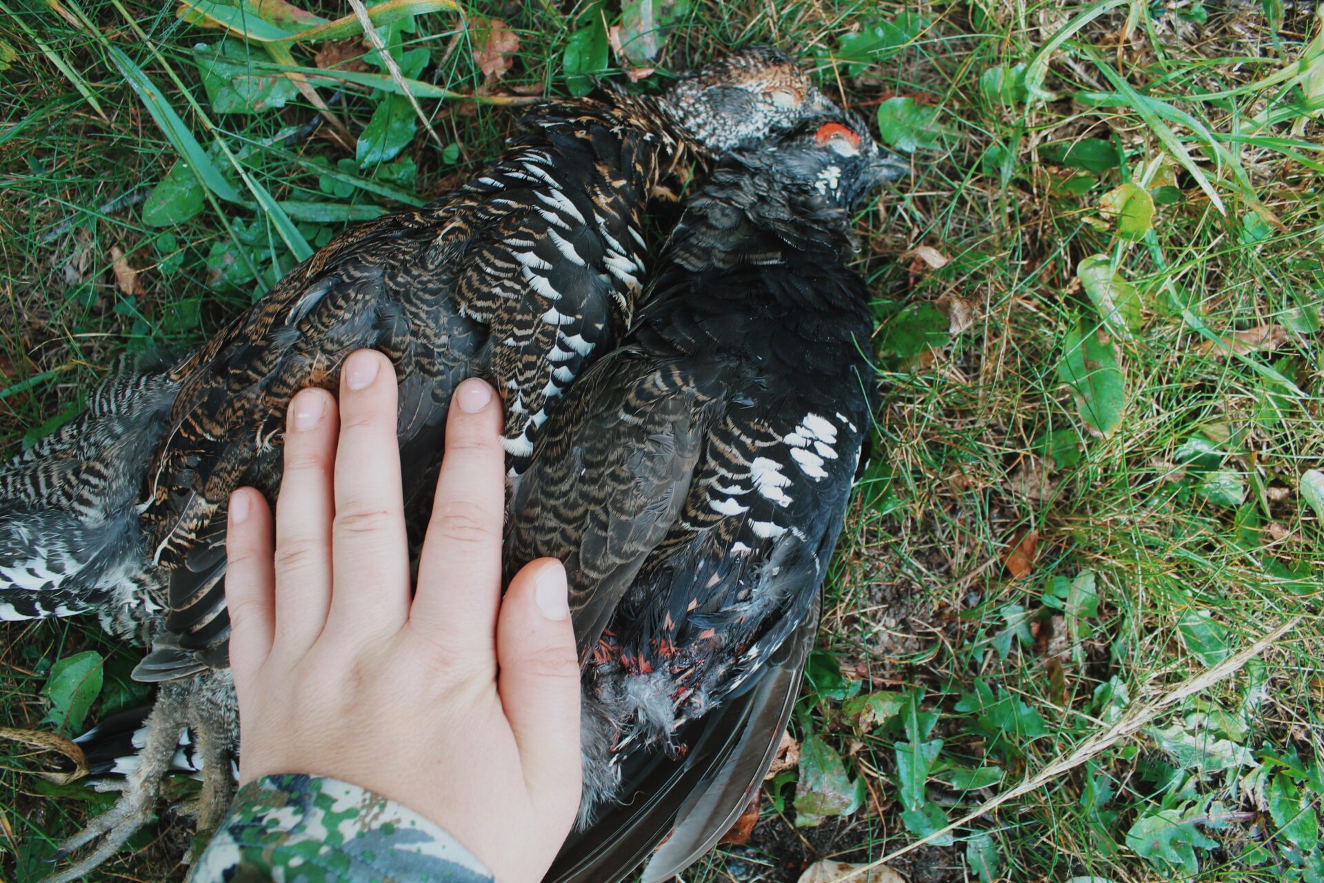 A Guide To Grouse In The Kitchen • BC Outdoors Magazine