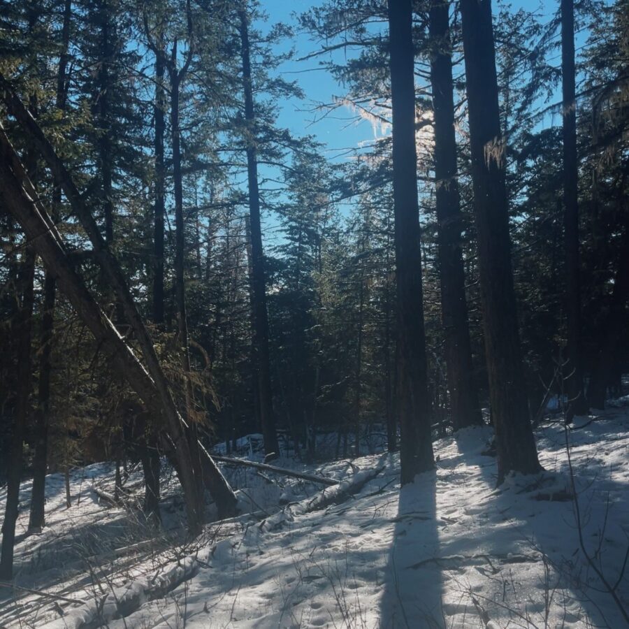 A Beginner’s Guide To Wilderness Survival Foods • BC Outdoors Magazine