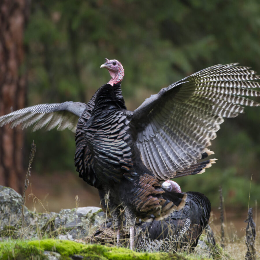 How To Egg Tan A Rabbit Pelt • BC Outdoors Magazine