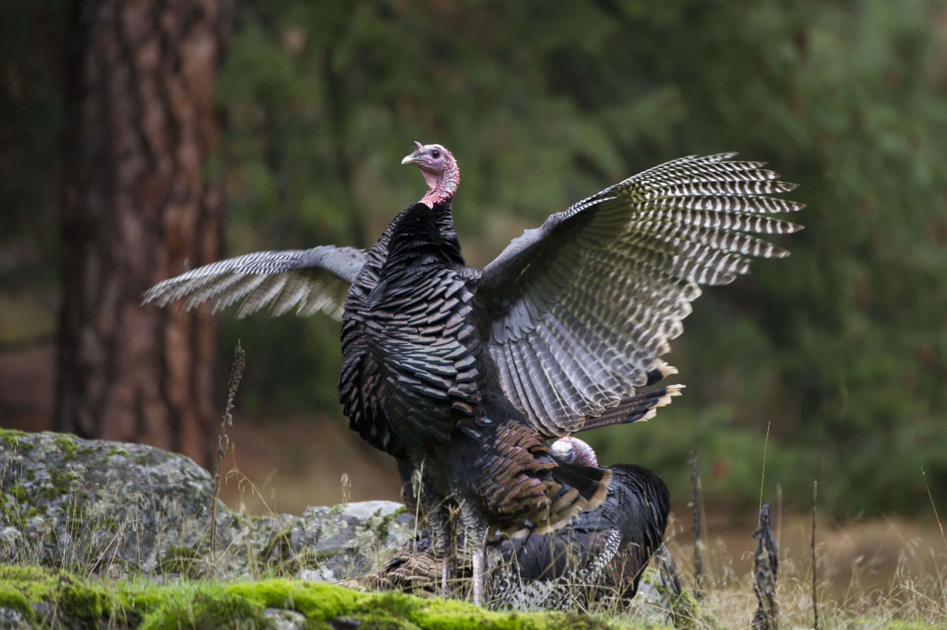 The Tale of Two Turkeys • BC Outdoors Magazine