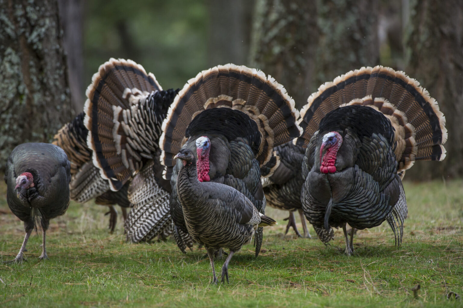 The Tale of Two Turkeys • BC Outdoors Magazine