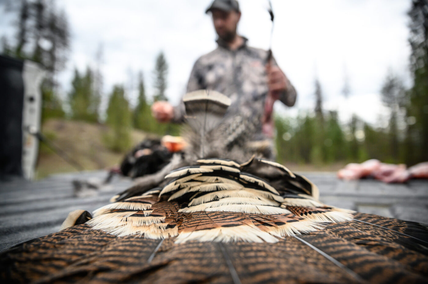 The Tale of Two Turkeys • BC Outdoors Magazine